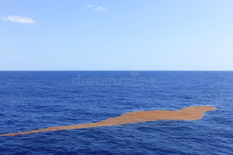 Seaweed Floating Mid Atlantic Stock Photo - Image of small, maritime ...