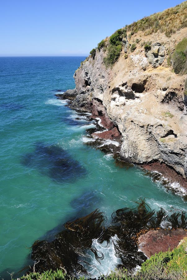 Seaweed Floating on Ocean Surface Stock Photo - Image of forest, ocean ...