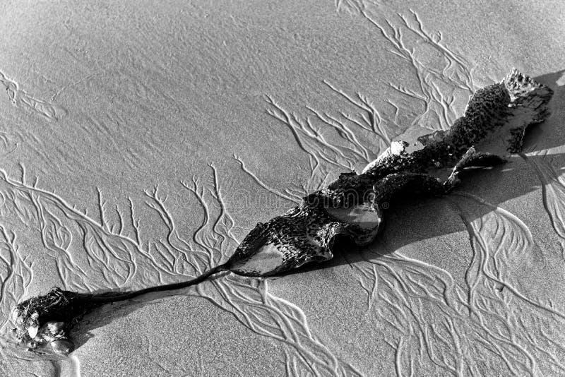 Seaweed Frond on Beach stock image. Image of rivulets - 62307723