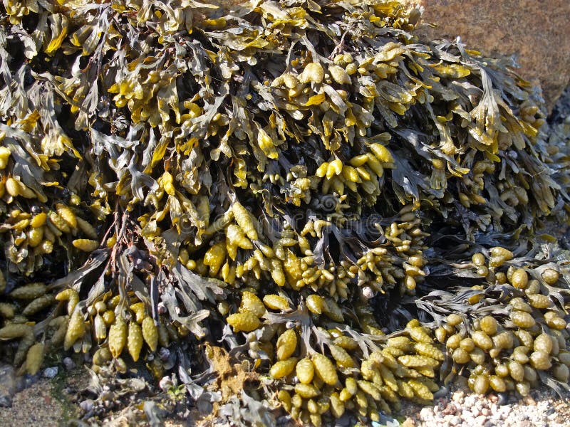 Seaweed - Fucus Vesiculosus Stock Photo - Image of receptacles ...