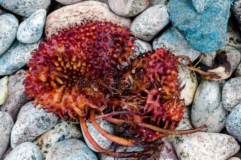 Seaweed and holdfasts stock image. Image of tideline - 49787191