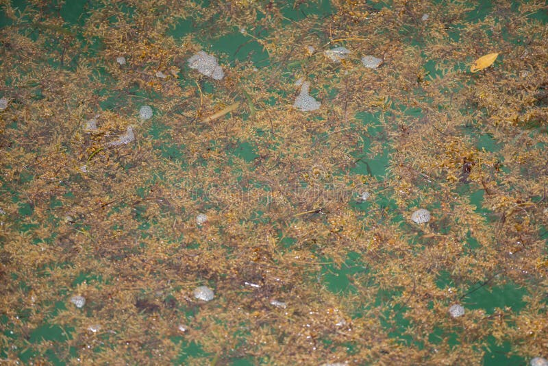 Seaweed Infested Waters in Miami Beach FL Stock Image - Image of ...