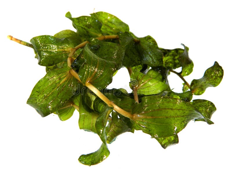 Seaweed Isolated on White Background Stock Photo - Image of iodine ...