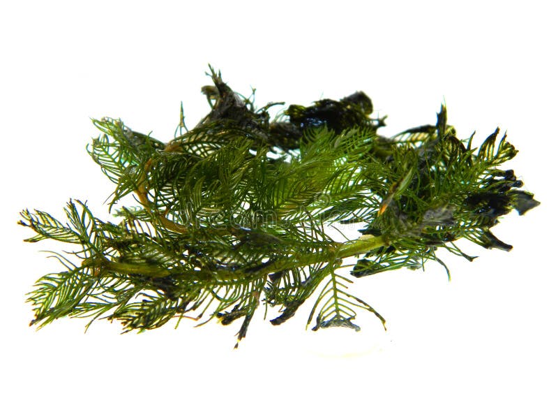 Seaweed Isolated on White Background Stock Photo - Image of nature ...