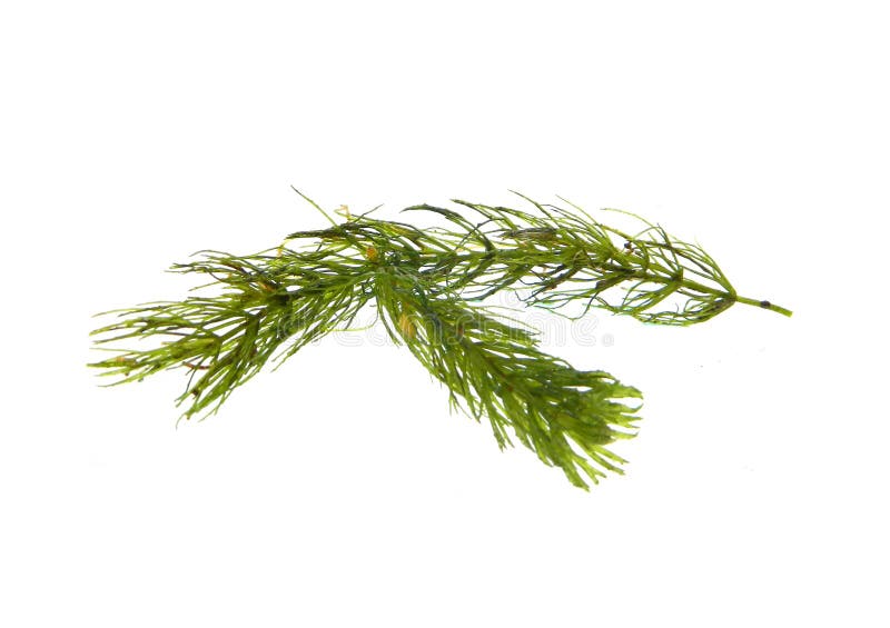 Seaweed Isolated on White Background Stock Photo - Image of seaweed ...