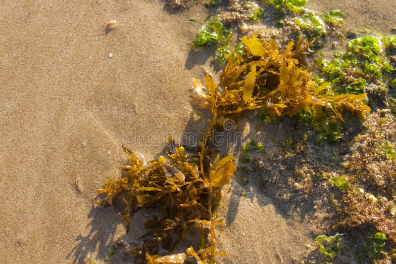 Seaweed. Kelp on the Beach. Stock Image - Image of clear, freshness ...