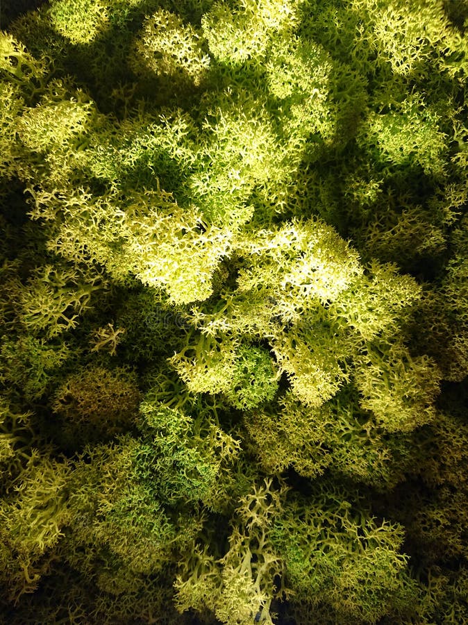 Seaweed and LED lights stock image. Image of weed, diode - 179097249