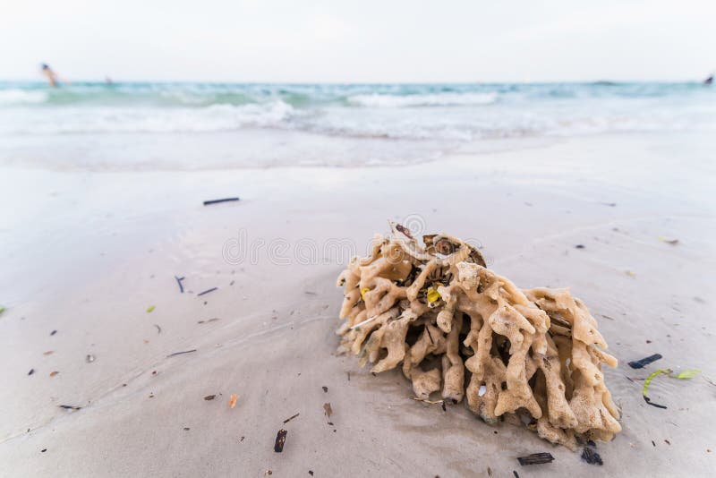 .Seaweed or Macroalgae Refers To Several Species of Macroscopic ...