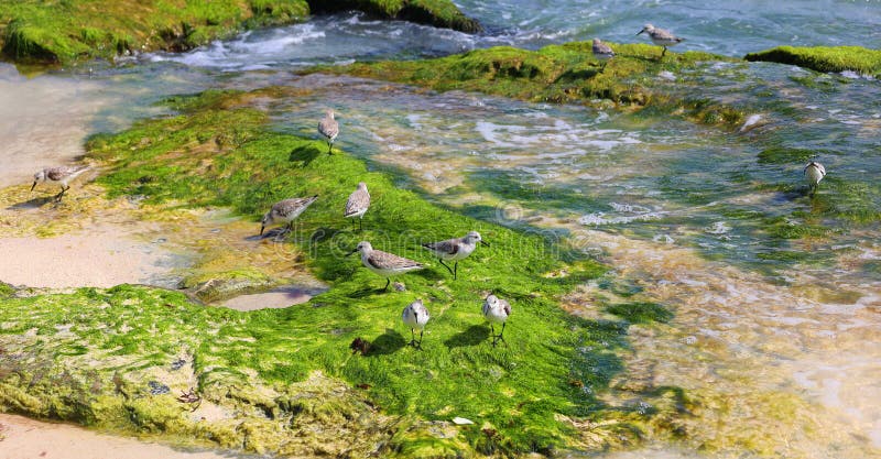 Seaweed, or Macroalgae, Refers To Thousands of Species of Macroscopic ...