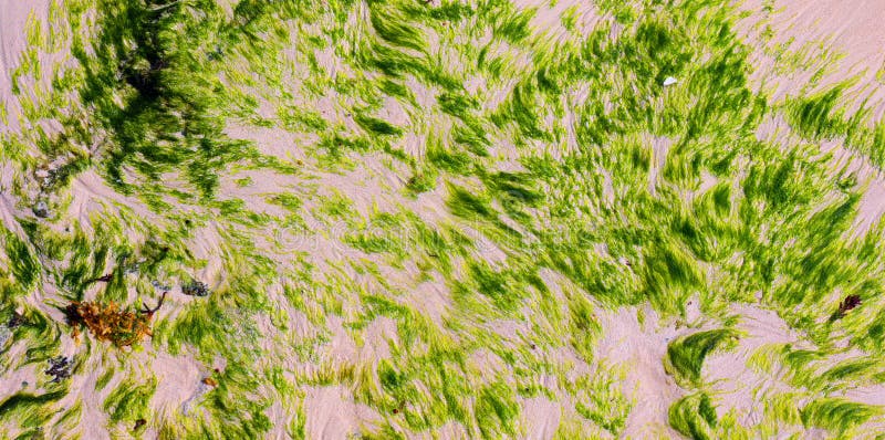 Macroscopic Multicellular Marine Algae Stock Photos - Free & Royalty ...