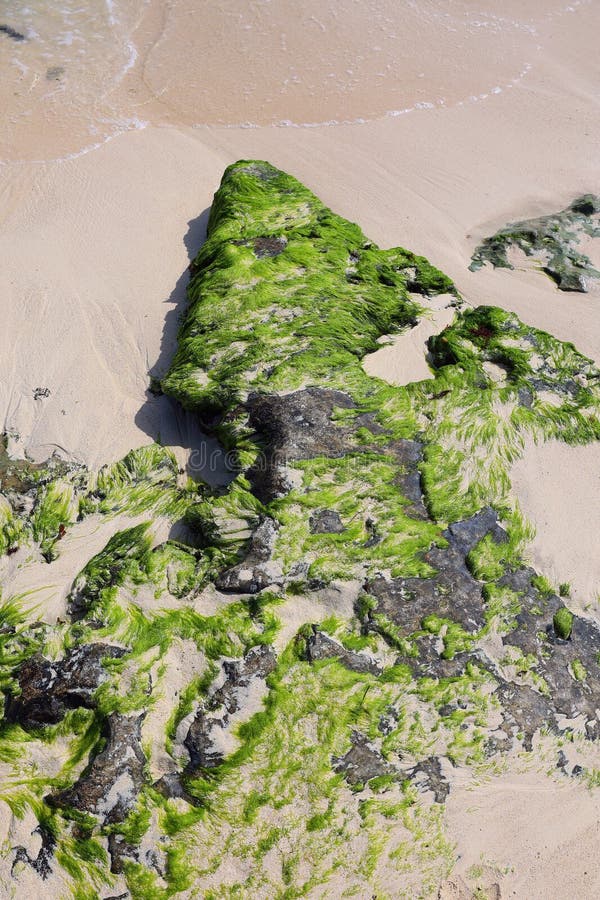 Seaweed, or Macroalgae, Refers To Thousands of Species of Macroscopic ...