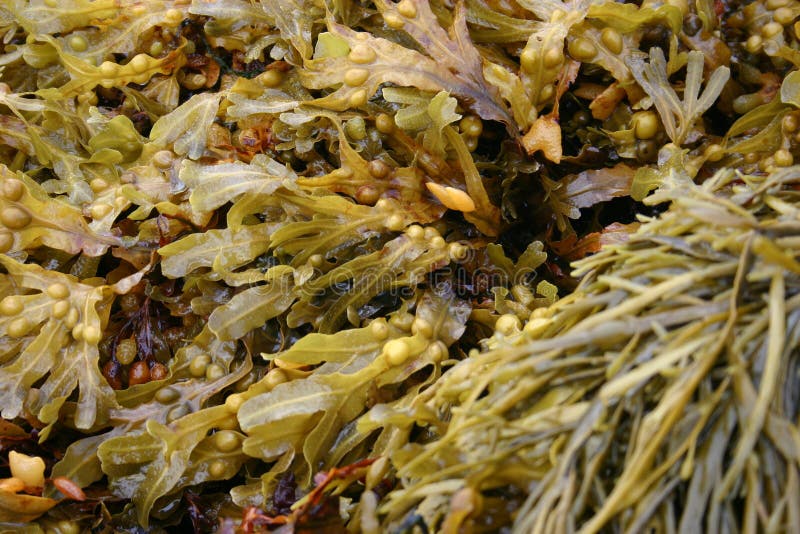 Seaweed stock image. Image of life, underwater, ocean - 43473239