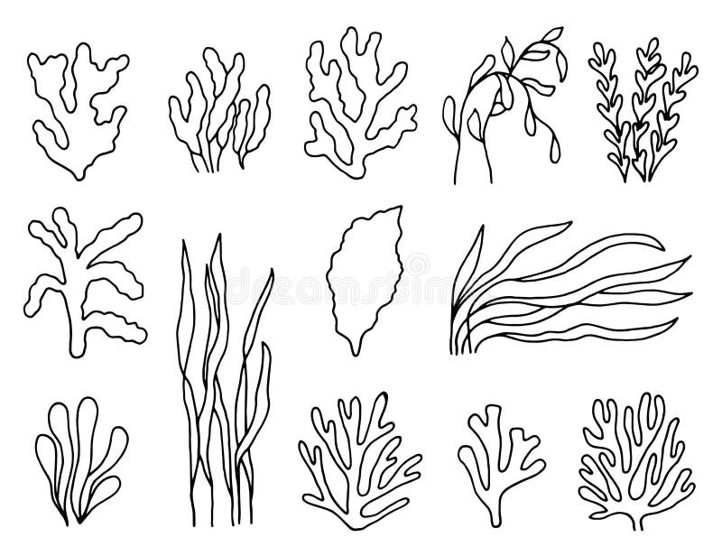 Seaweed Outline in Isolation. Linear Drawing Set of Objects Stock ...