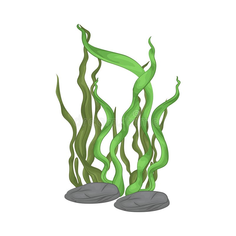 The Seaweed Leaves are Bright Green, and Have Graceful Wavy Edges ...