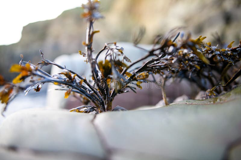 Seaweed on Rock Beach and Sunset Sky Stock Image - Image of cloudy ...