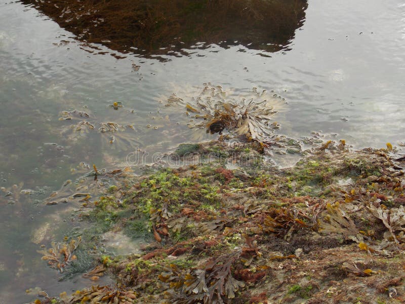 Tide Pool with Layered Rock and Pebbled Stock Photo - Image of rockpool ...