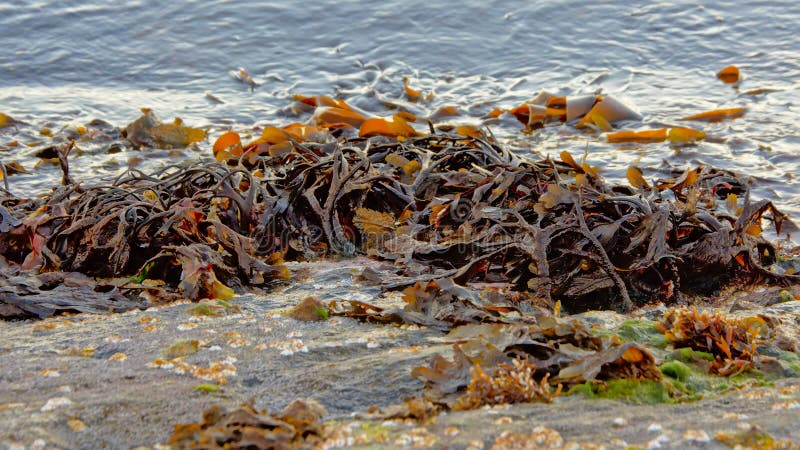 Seaweed on a rock shore stock image. Image of seaweed - 93371843