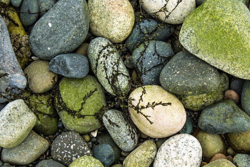 Seaweed on Rocks at the Beach Stock Photo - Image of vegetation, green ...