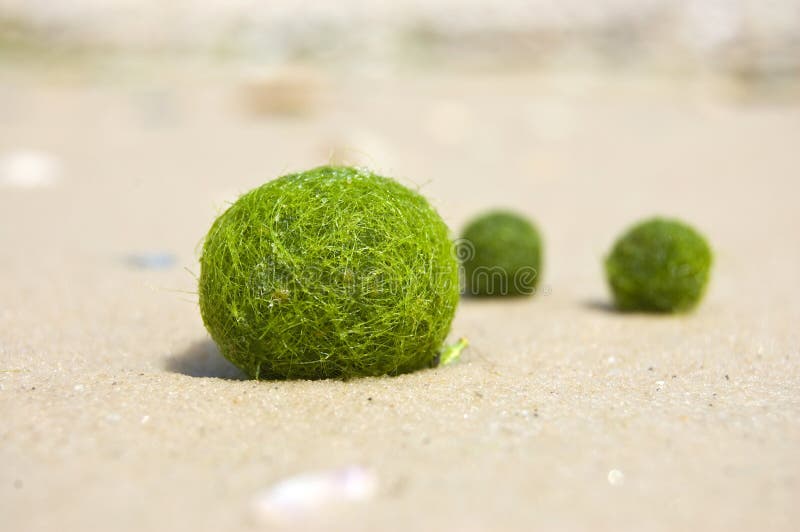 Seaweed on the sand stock image. Image of sand, green - 21591965