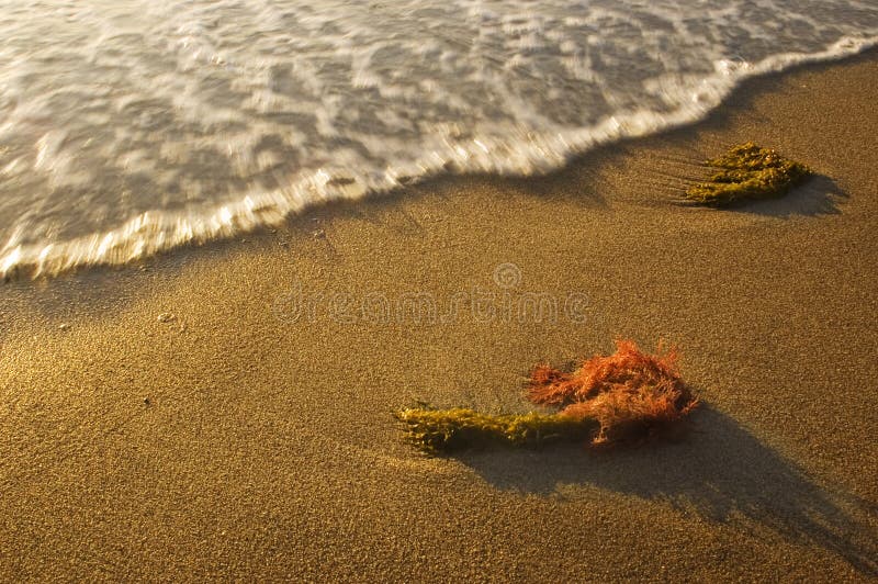 Seaweed in the Beach and Wave Stock Photo - Image of beach, healthy ...