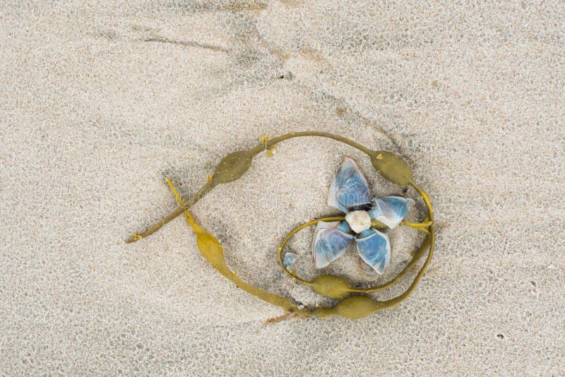 Seaweed and Seashell on the Beach Sand Stock Image - Image of green ...