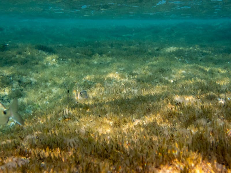 Seaweed on shallow reef stock photo. Image of underwater - 157548200