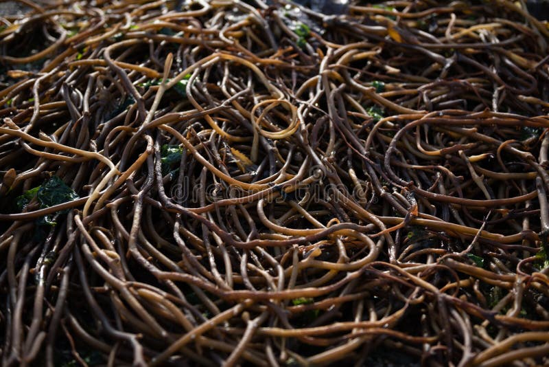 Seaweed in the Shape of Spaghetti Stock Photo - Image of kelp, plant ...