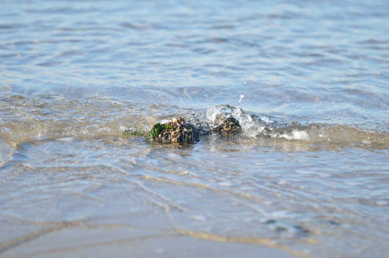 Seaweed with Shells on the Beach Stock Image - Image of closeup ...