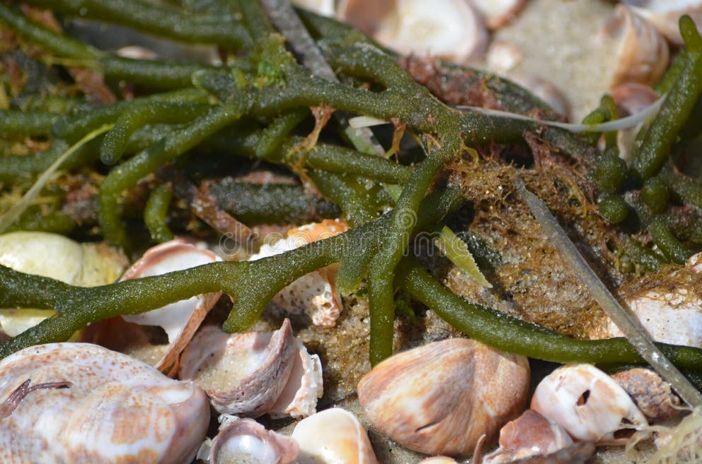 Seaweed and Shells at Cape Cod Stock Image - Image of shells, scent ...
