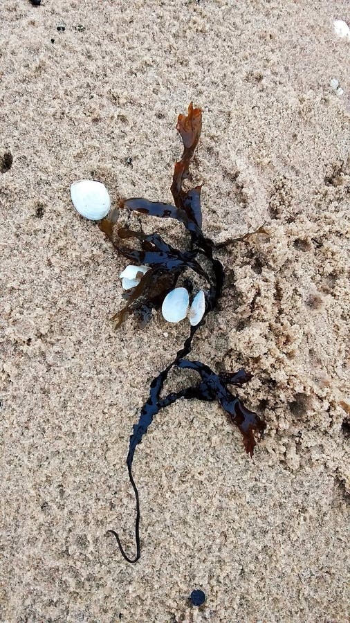 Seaweed and shells stock image. Image of washed, geology - 204845673