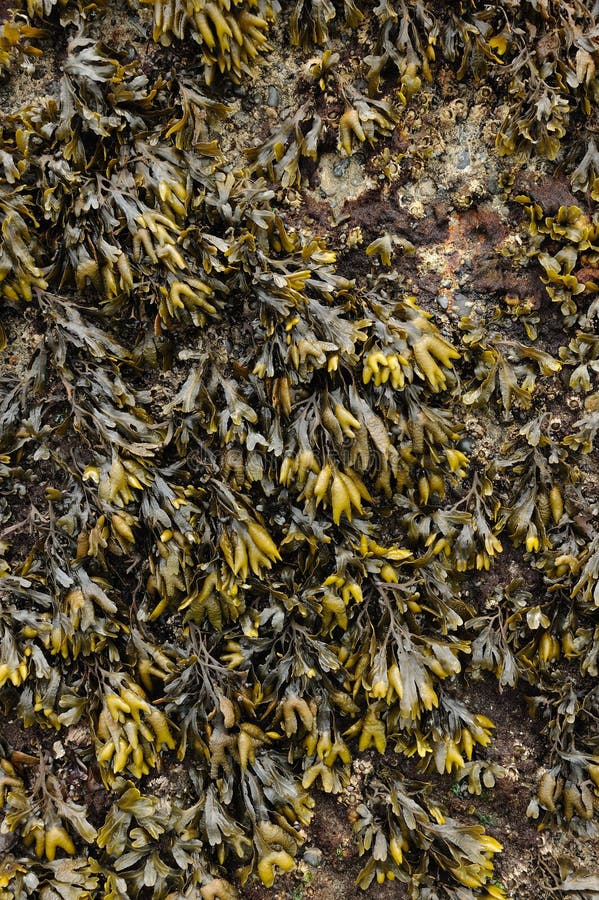 Seaweed on shore stock image. Image of dark, seaside - 13829895