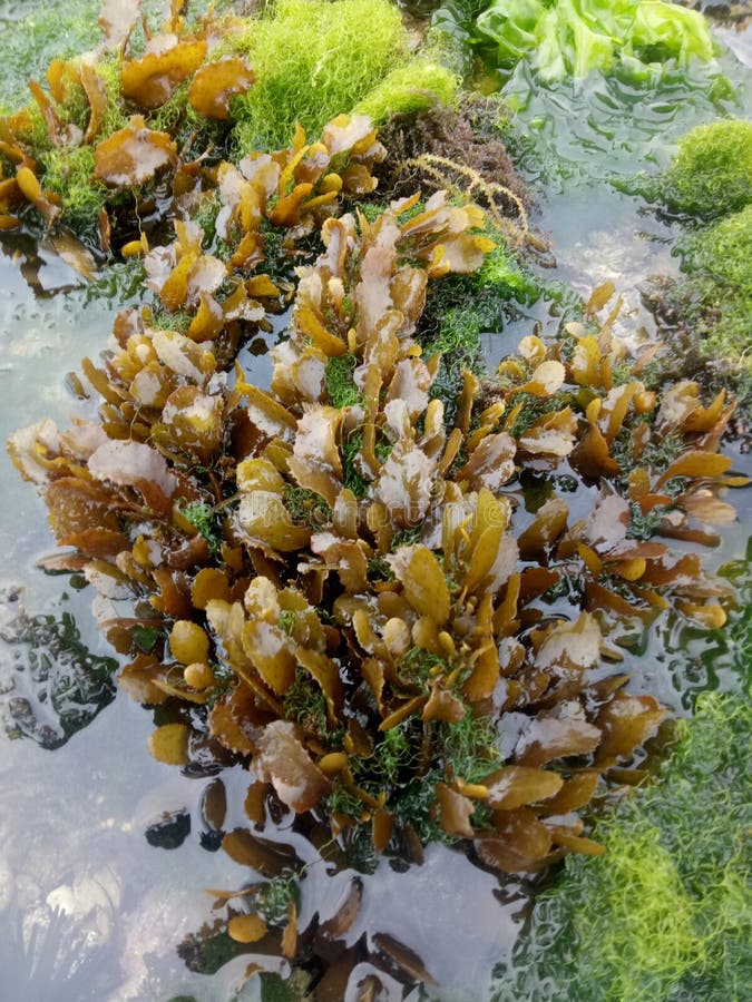 Seaweed Sticks To Coral Reefs Naturally Stock Image - Image of dead ...