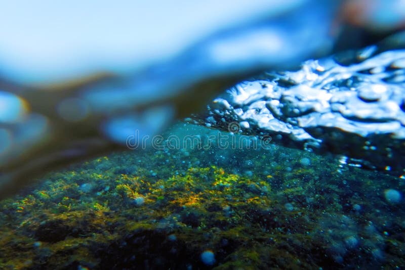 Seaweed, Seaweed Underwater, Seaweed Shallow Water Stock Photo - Image ...