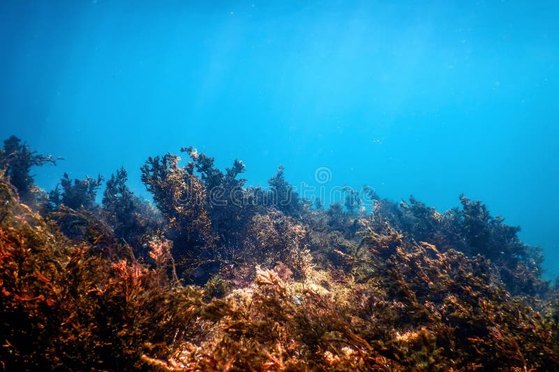 Seaweed, Seaweed Underwater, Seaweed Shallow Water Stock Photo - Image ...
