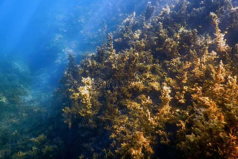 Seaweed, Seaweed Underwater, Seaweed Shallow Water Stock Photo - Image ...