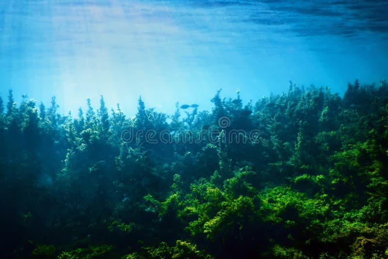 Seaweed, Seaweed Underwater, Seaweed Shallow Water Stock Photo - Image ...