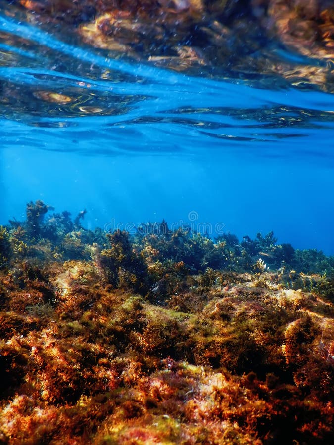 Seaweed, Seaweed Underwater, Seaweed Shallow Water Stock Photo - Image ...