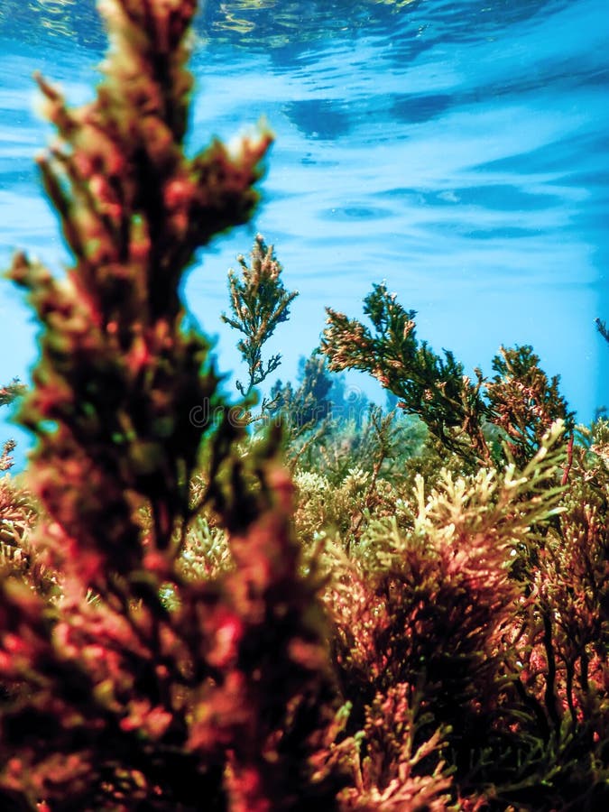 Seaweed, Seaweed Underwater, Seaweed Shallow Water Stock Photo - Image ...
