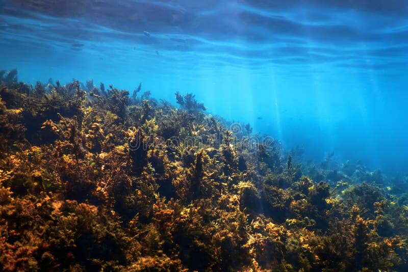 Seaweed, Seaweed Underwater, Seaweed Shallow Water Stock Photo - Image ...