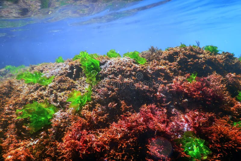 Seaweed, Seaweed Underwater, Seaweed Shallow Water Stock Photo - Image ...