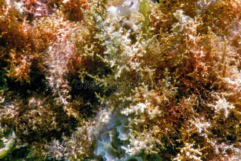 Seaweed, Seaweed Underwater, Seaweed Stock Photo - Image of natural ...