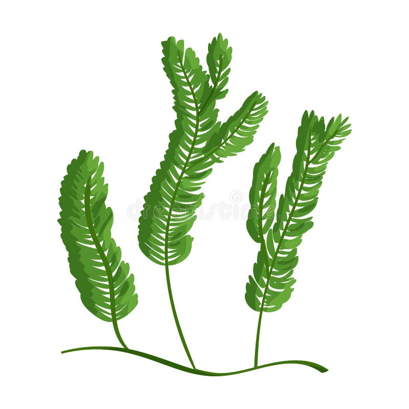 Seaweed Vector Icon.Cartoon Vector Icon Isolated on White Background ...