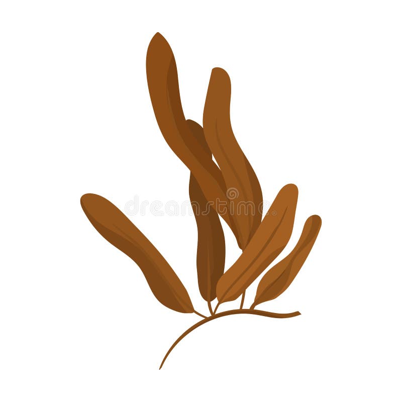 Seaweed Vector Icon.Cartoon Vector Icon Isolated on White Background ...