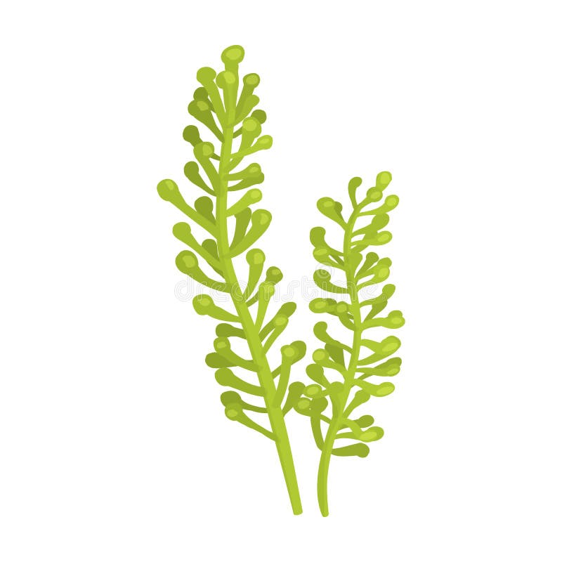 Seaweed Vector Icon.Cartoon Vector Icon Isolated on White Background ...