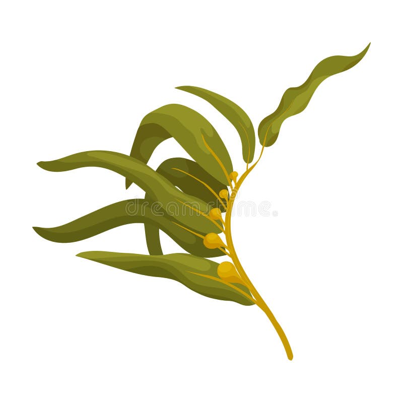 Seaweed Vector Icon.Cartoon Vector Icon Isolated on White Background ...