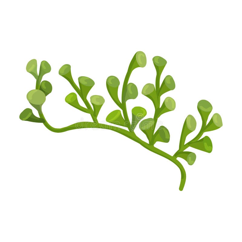 Seaweed Vector Icon.Cartoon Vector Icon Isolated on White Background ...