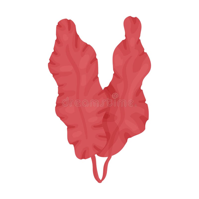 Seaweed Vector Icon.Cartoon Vector Icon Isolated on White Background ...