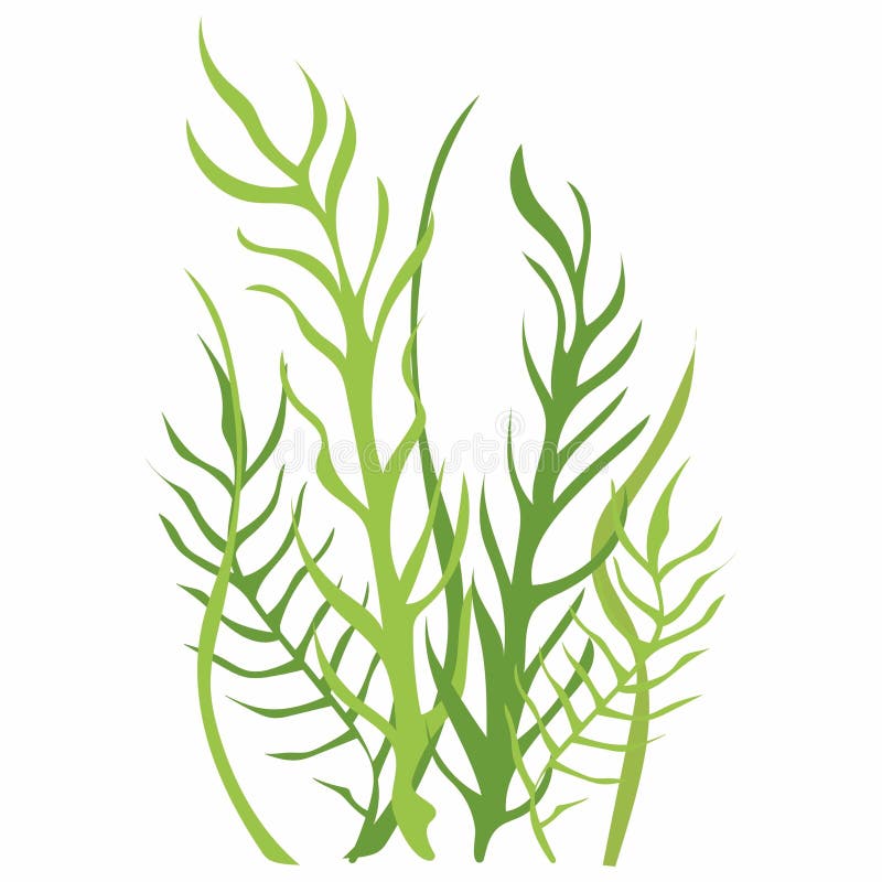 Seaweed Vector Illustration, Editable Color and Size File Stock Vector ...