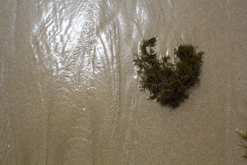 Seaweed Washed Up on Shore Full Frame Texture Stock Image - Image of ...