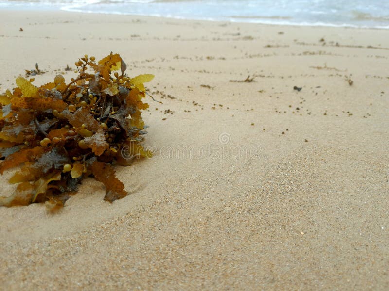 A Seaweed Washed Up on the Beach Stock Image - Image of leaf, insect ...